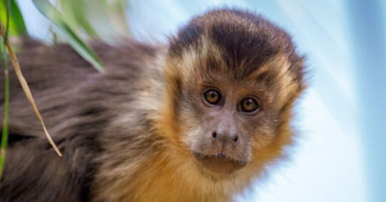 A Nova Onda de Macaco-Prego como Pet: O Que Você Precisa Saber ...